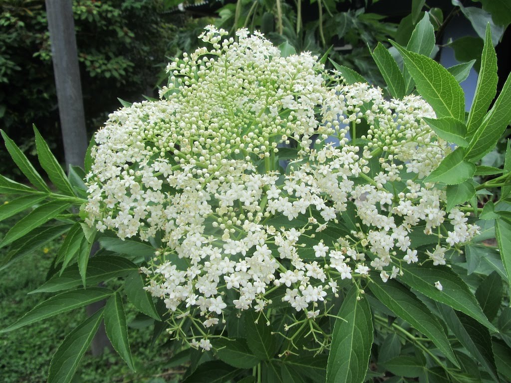 Plantas medicinales: El Sauco y sus propiedades
