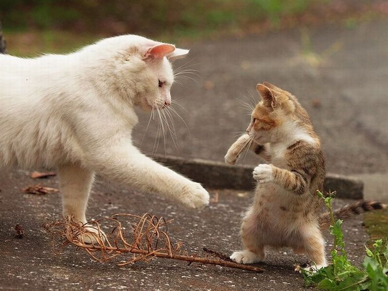 Funny cats - part 5 (42 pics) | Amazing Creatures