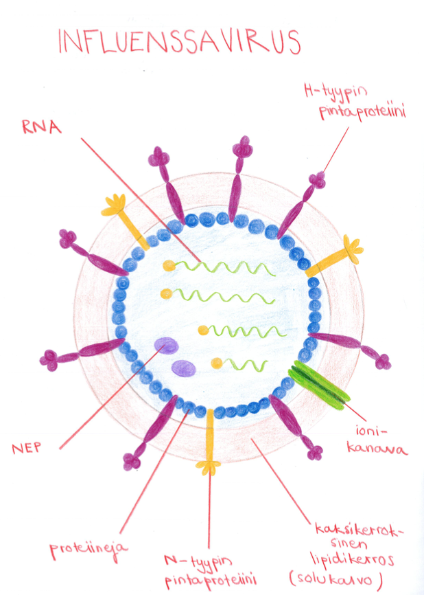 Biologia 5: Bioteknologia: Influenssavirus