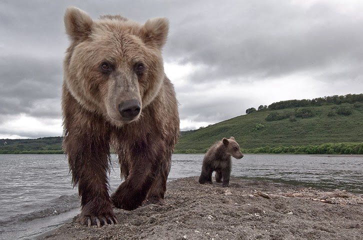 Know more about the Russian wildlife ! - Animal Info