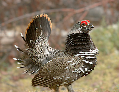 Grouse