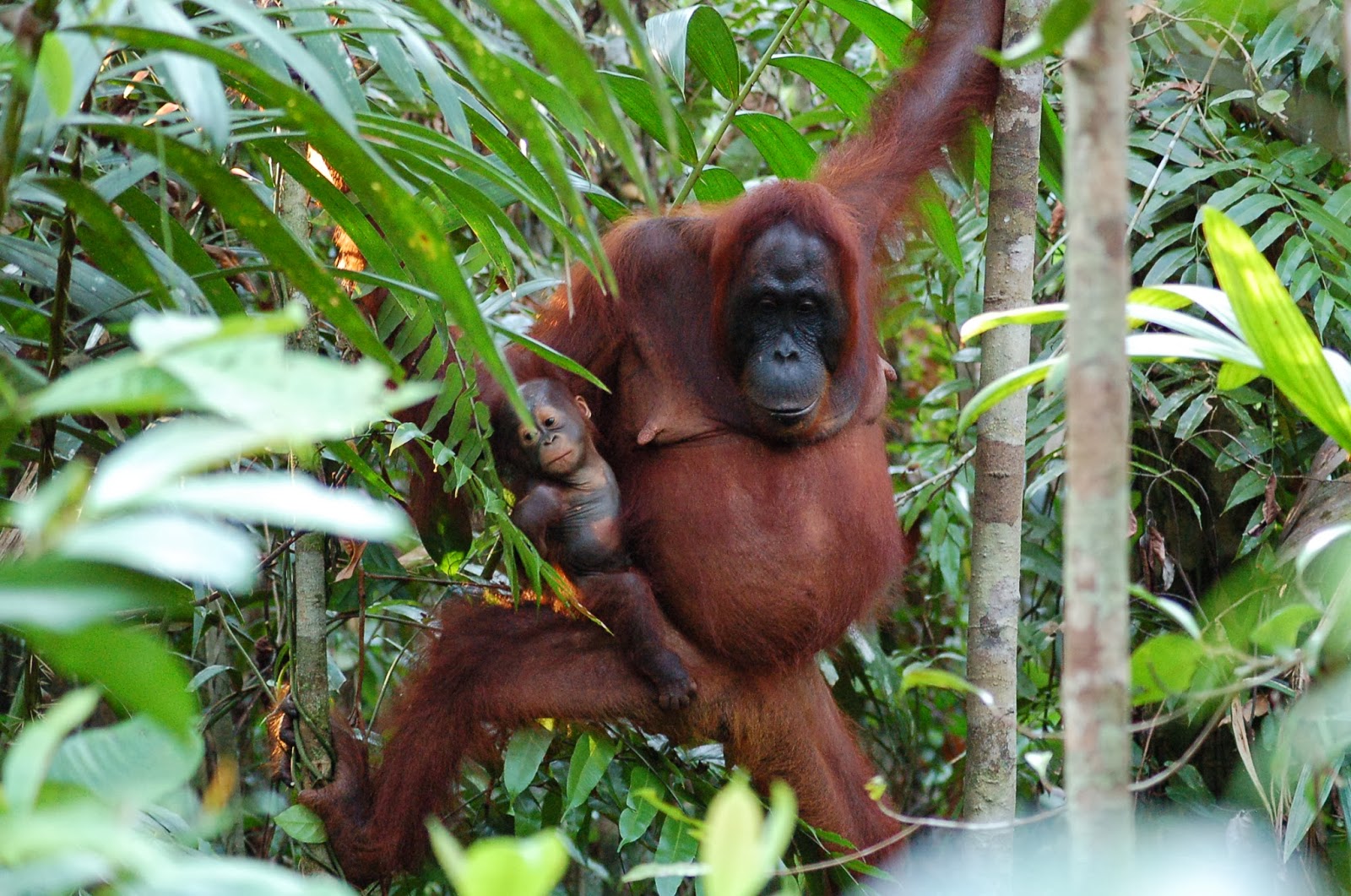 Mortal on the Mountain: Tajung Puting... the orangutan experience