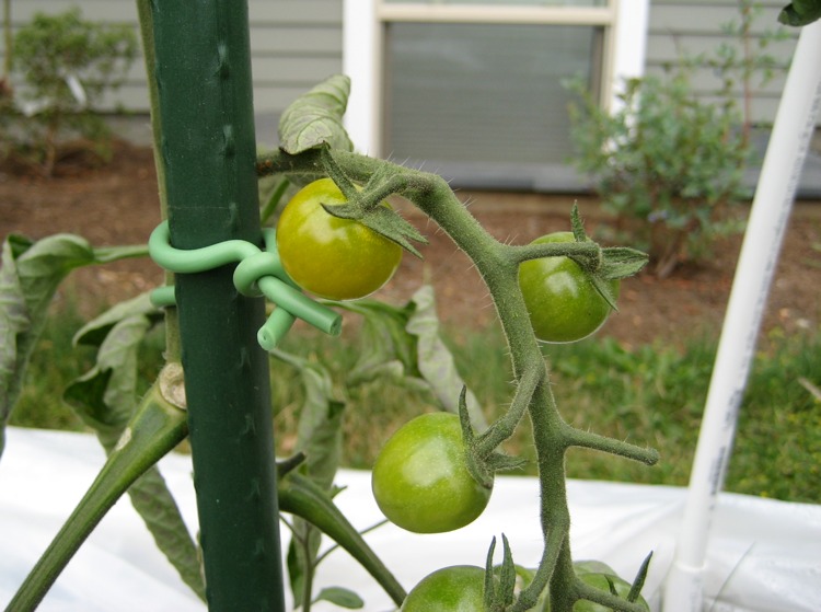 Pacific Northwest Gardener: First Blush on Sun Gold Tomatoes