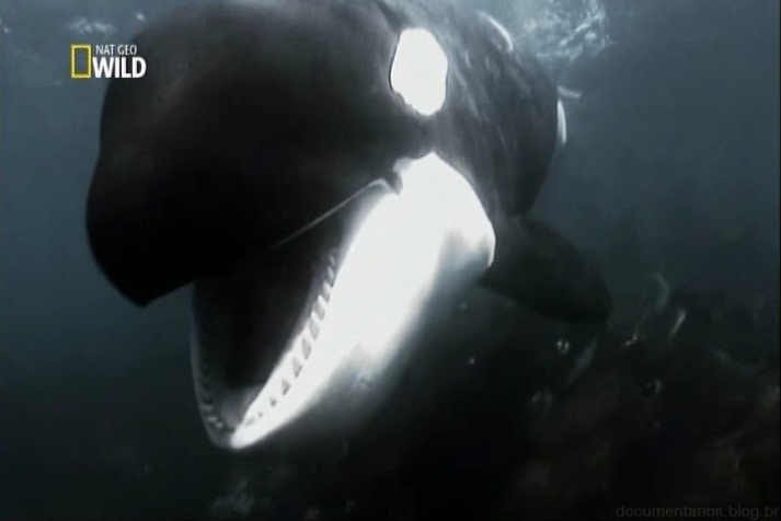 Discovery Blog: Documentários National Geographic: Ataque animal