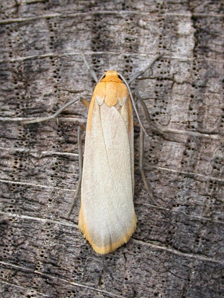 Glamorgan Moth Recording Group: July 2012