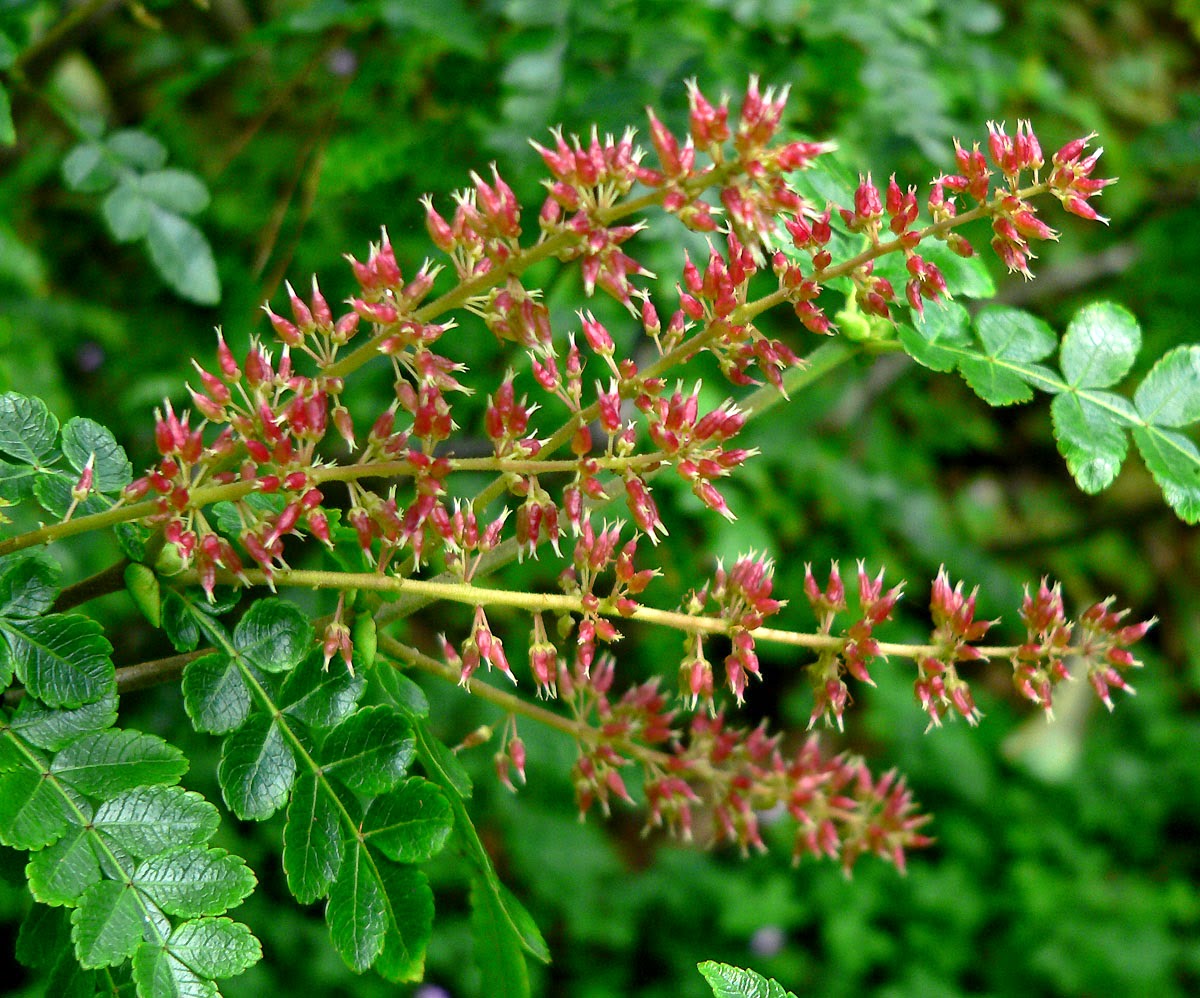 ECOSISTEMAS DE COSTA RICA: RESERVA FORESTAL GRECIA