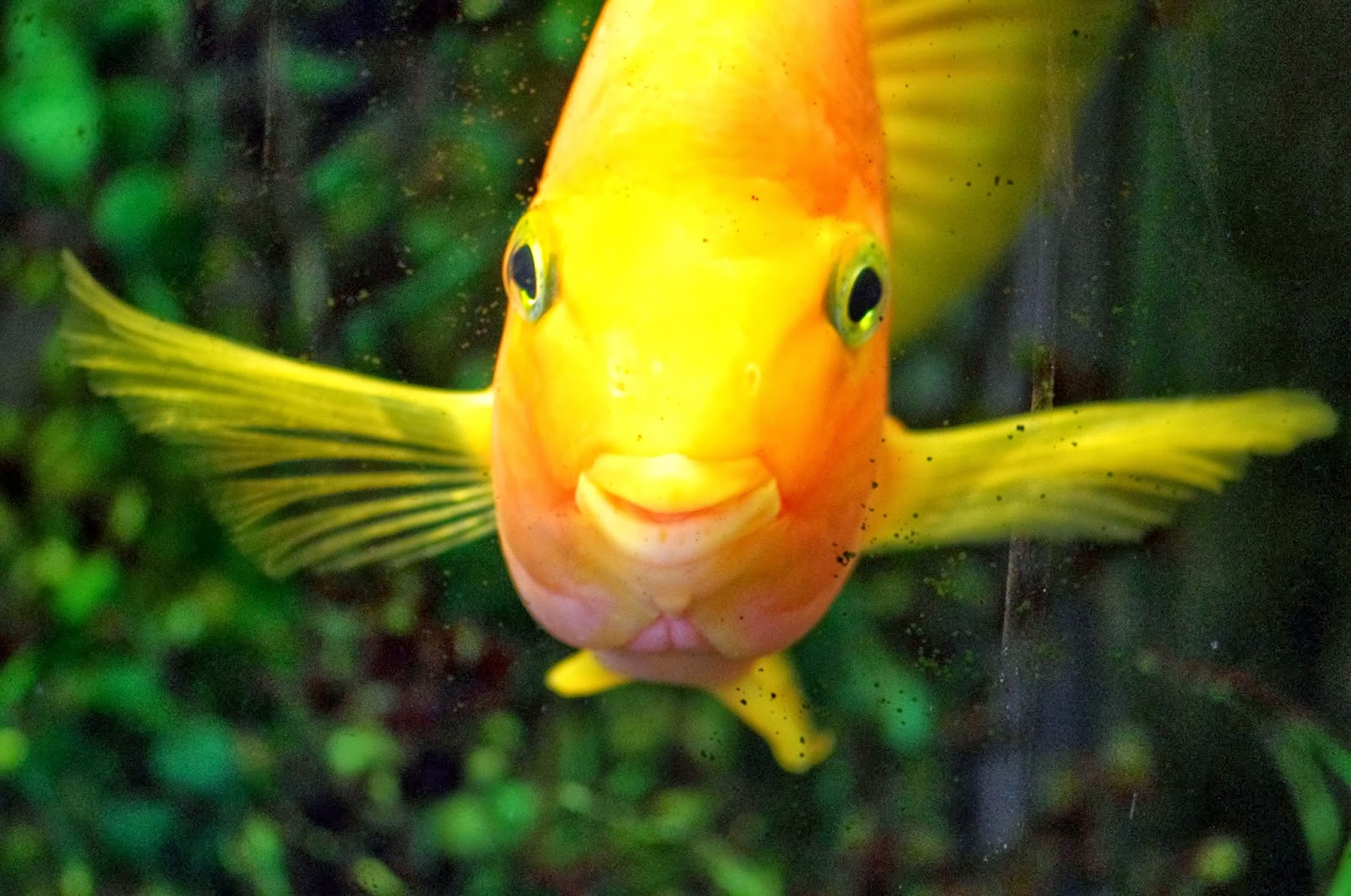 Chwile...: Złota rybka sandomierska.