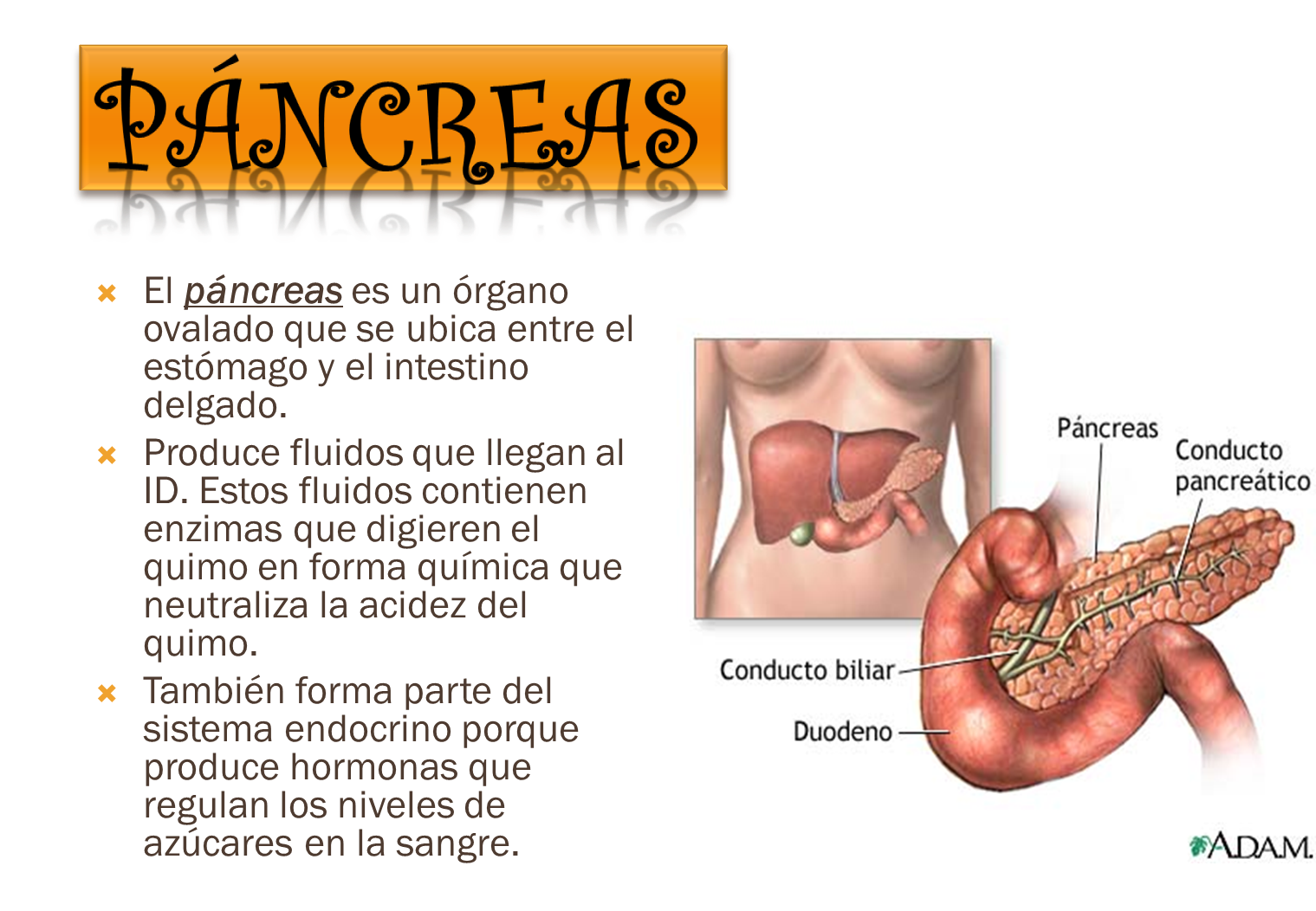 Fisiologia Medica PANCREAS fisiologia-medica-pancreas