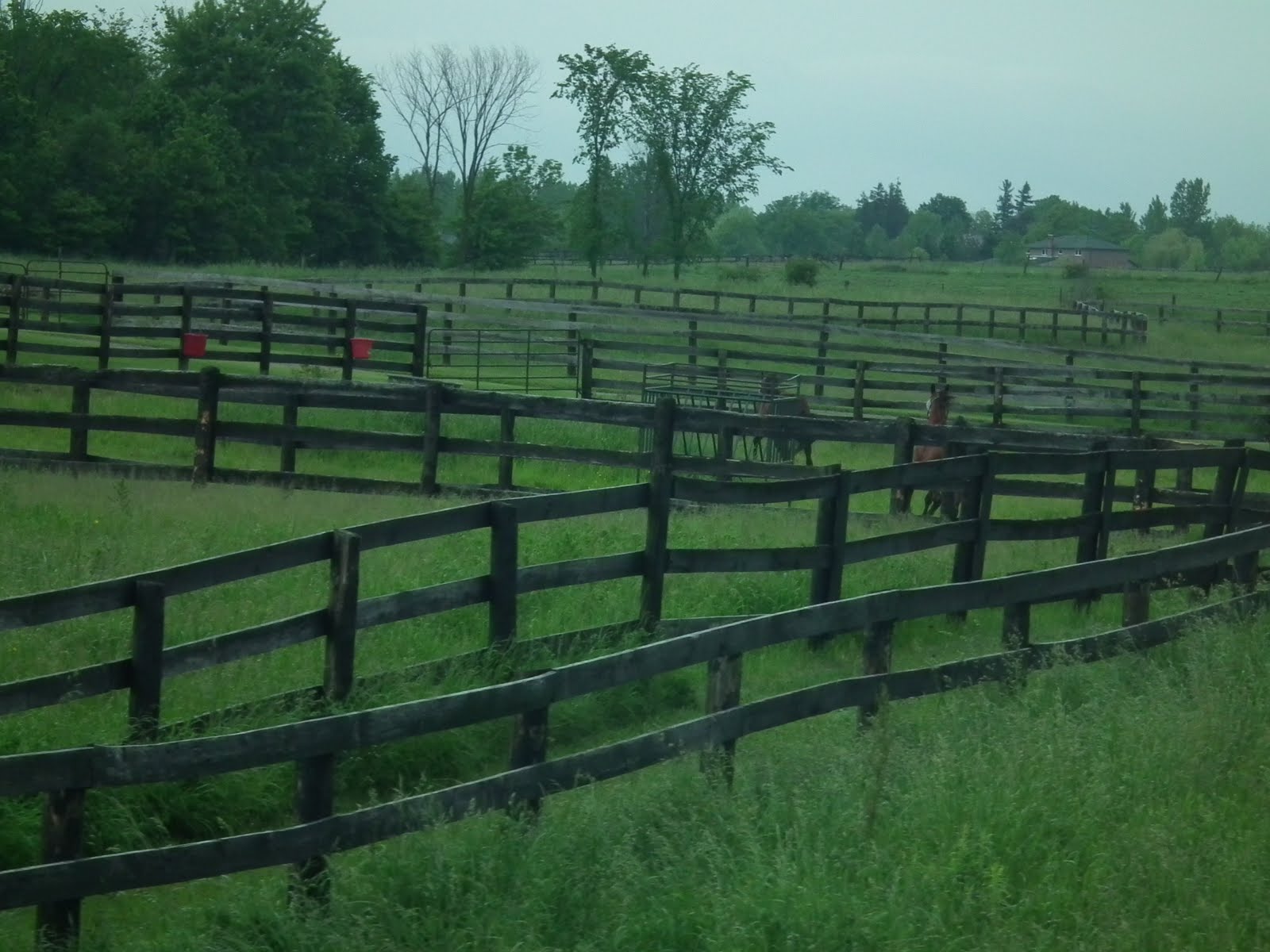 Wyvern's Peak Writing