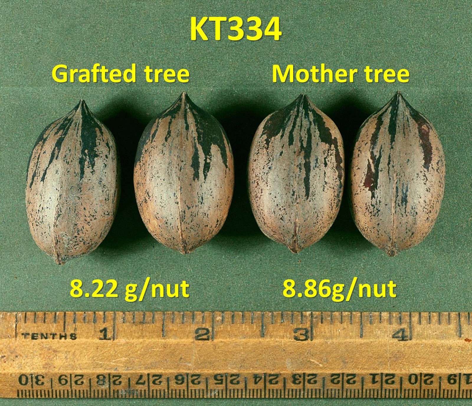 Northern Pecans: Evaluating pecan cultivars takes time