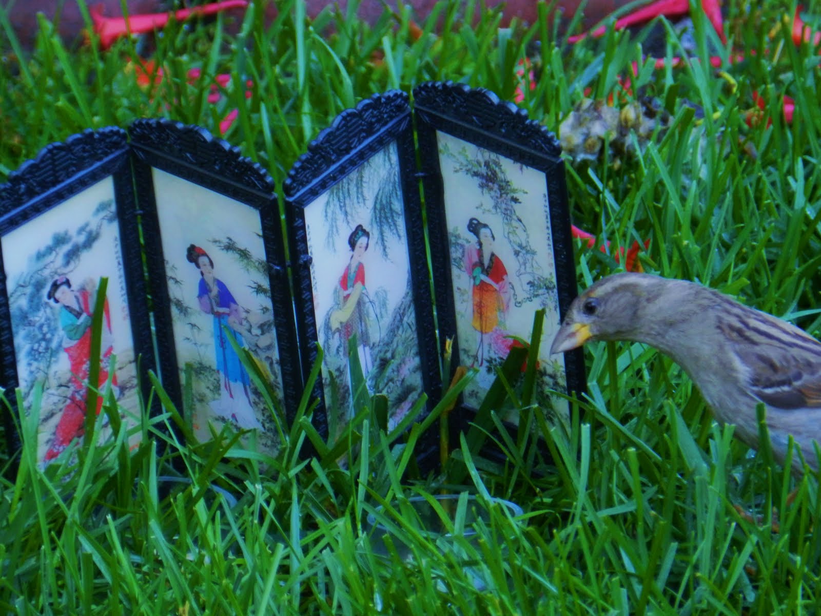 Minneapolis Backyard Birds - Jeanasina's Crazy Stuff: The Privacy ...