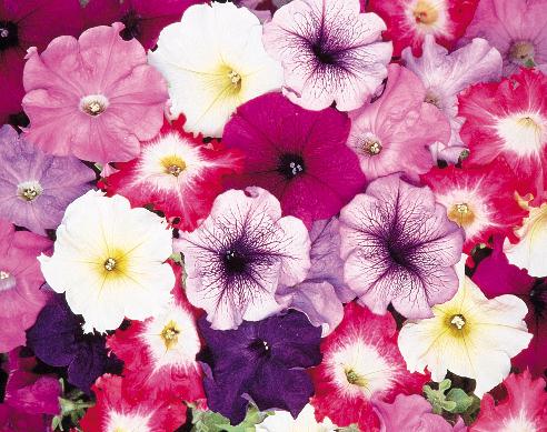 Dr. Dan's Garden Tips: Passionate About Petunias