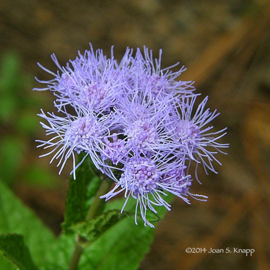 Anybody Seen My Focus?: Blue mistflower (Conoclinium coelestinum)
