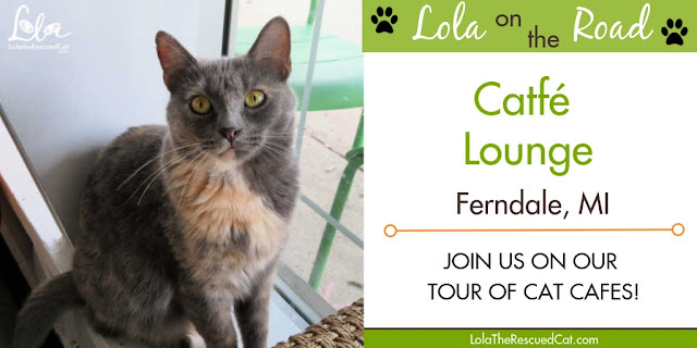 Lola on the Road: Catfé Lounge (Ferndale, MI) | Lola The Rescued Cat