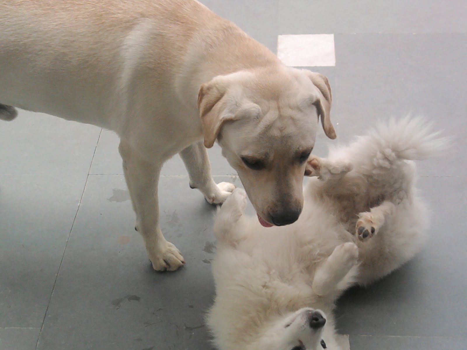 Happy Doggie !! | GingerSnaps