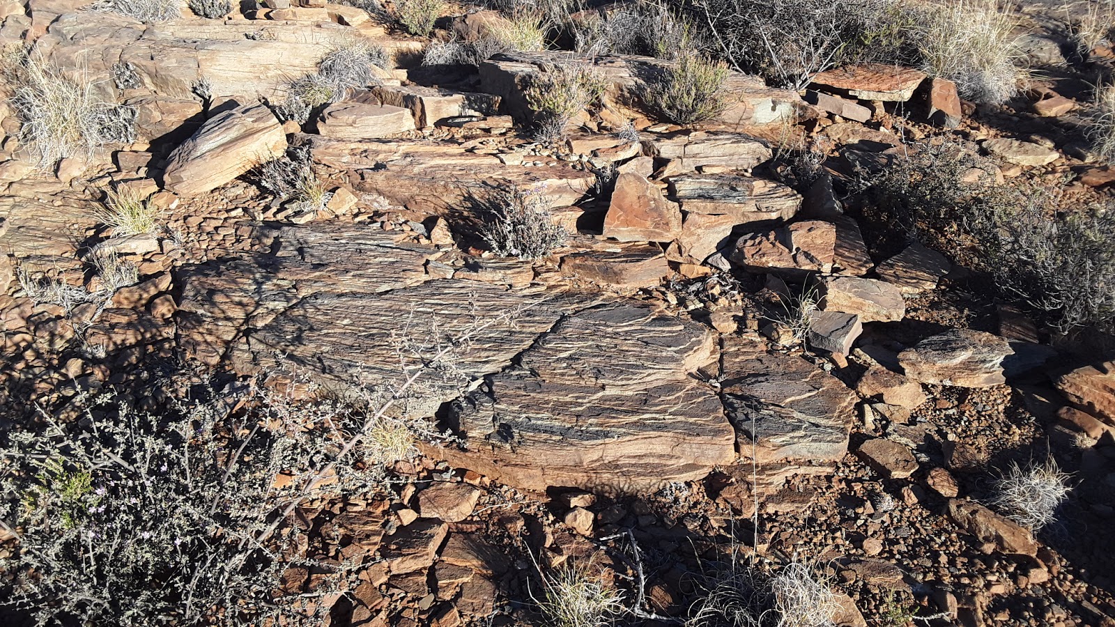 A day in the life: Fossils at Karoo National Park