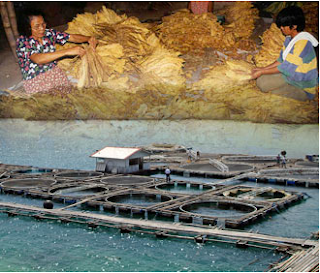 The Aquaculturists: In the Philippines tobacco dust is good organic ...