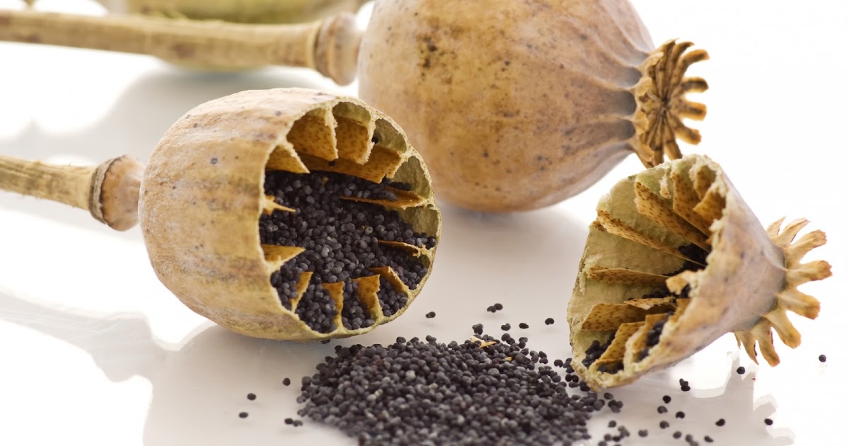 3 Kebaikan Biji Popi Pada Kulit - AFFINNI BEAUTY