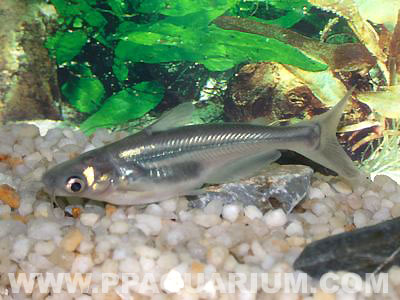 Lebanese Aquaculture: Fish mislabeling and information deficiency in ...