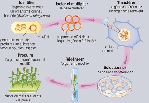 My TPE: La Transgénèse, une aide importante vers l'immortalité