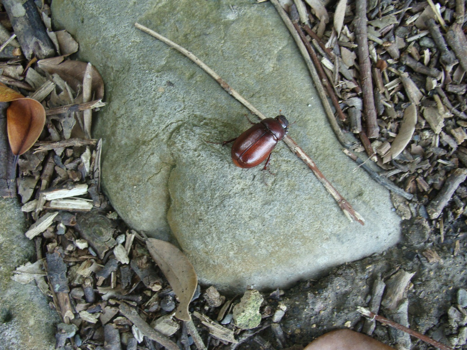 追尋一個夢: 鞘翅目-金龜子科 Scarabaeidae