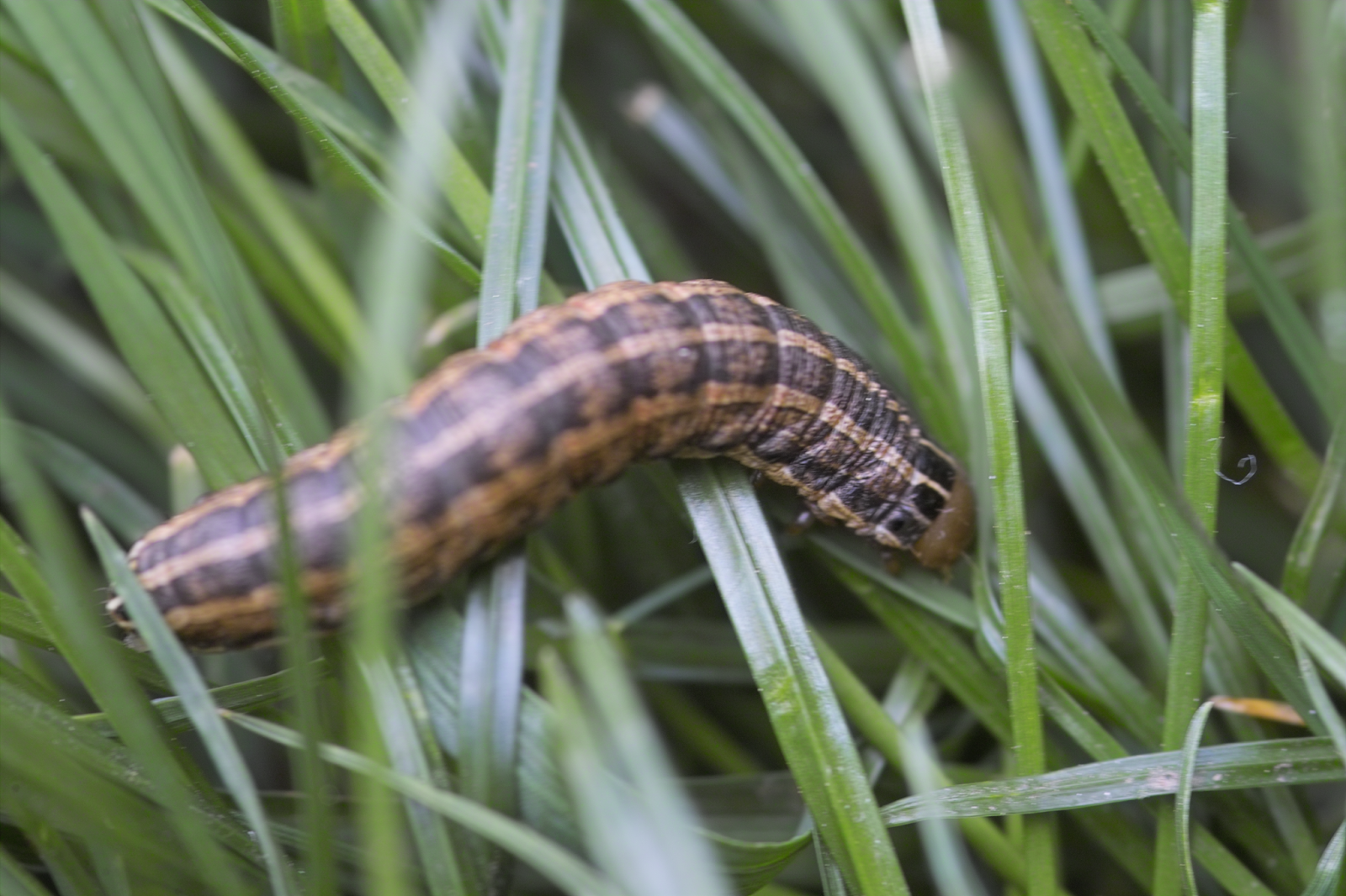 Purdue Turf Tips: Monitoring and Managing Caterpillars