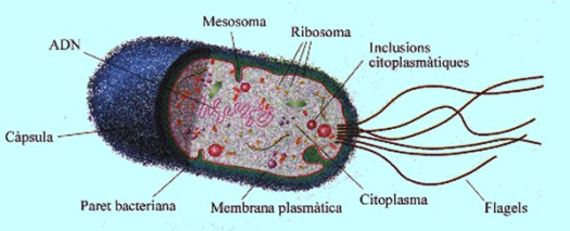 Bacteris: Parts d'un bacteri