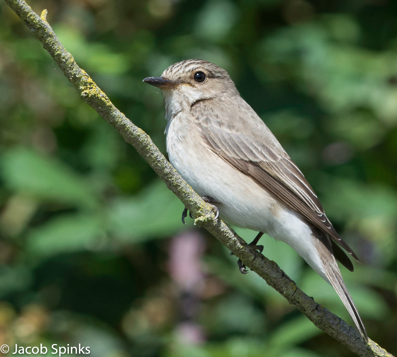 Northamptonshire Birding: Breeding Spotted Flycatchers...