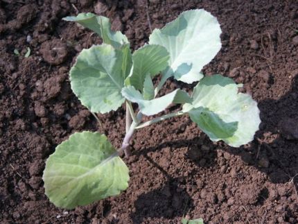 Kilimo cha Kabichi - Sehemu ya pili (Growing Cabbage - Part two)