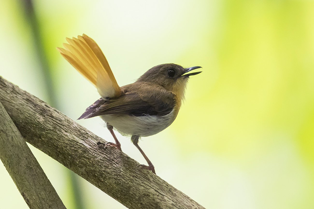 As The Crow Flies - a Hong Kong Birding Blog: Philippines - Palawan ...