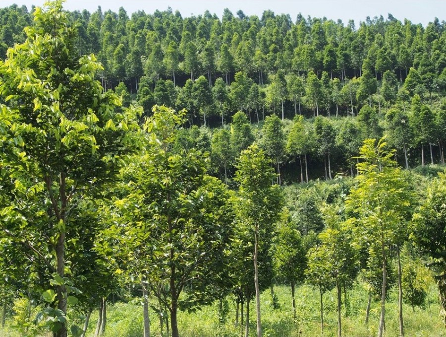 Top 5 Pohon Wangi Khas Indonesia