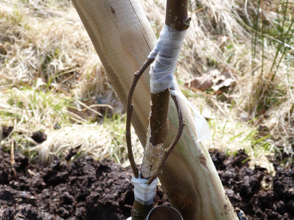 An English Homestead: Saving A Rabbit Damaged Tree
