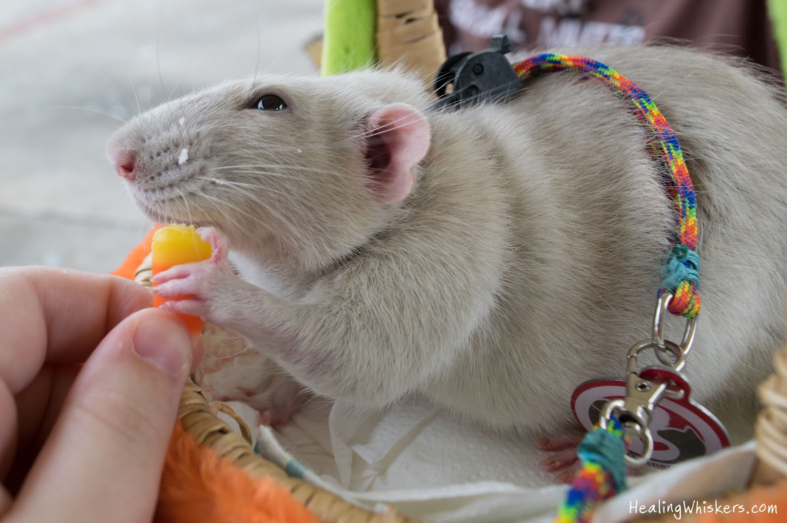 Healing Whiskers: Life of a Therapy Rat: Fall 2017