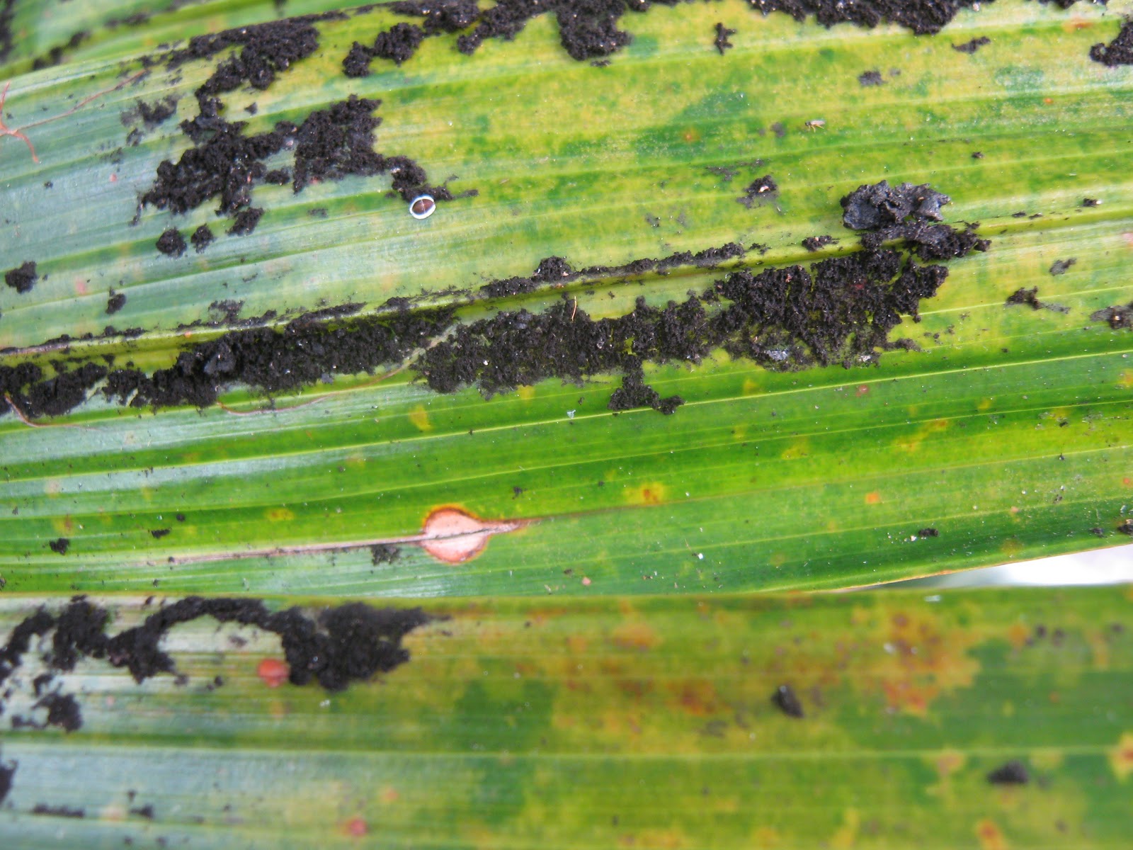 Garden Guy Hawaii: Black Sooty Mold