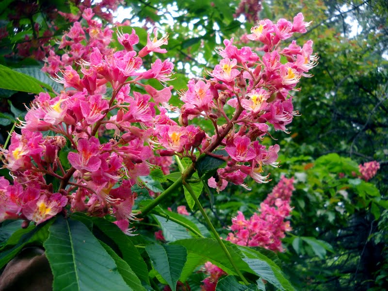 Art's Bayfield Almanac: 6/20/11 SOME SPECTACULR FLOWERING TREES