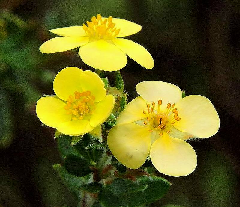 Bunga-Bunga Yang Cantik Dan Indah - AlamBlogr