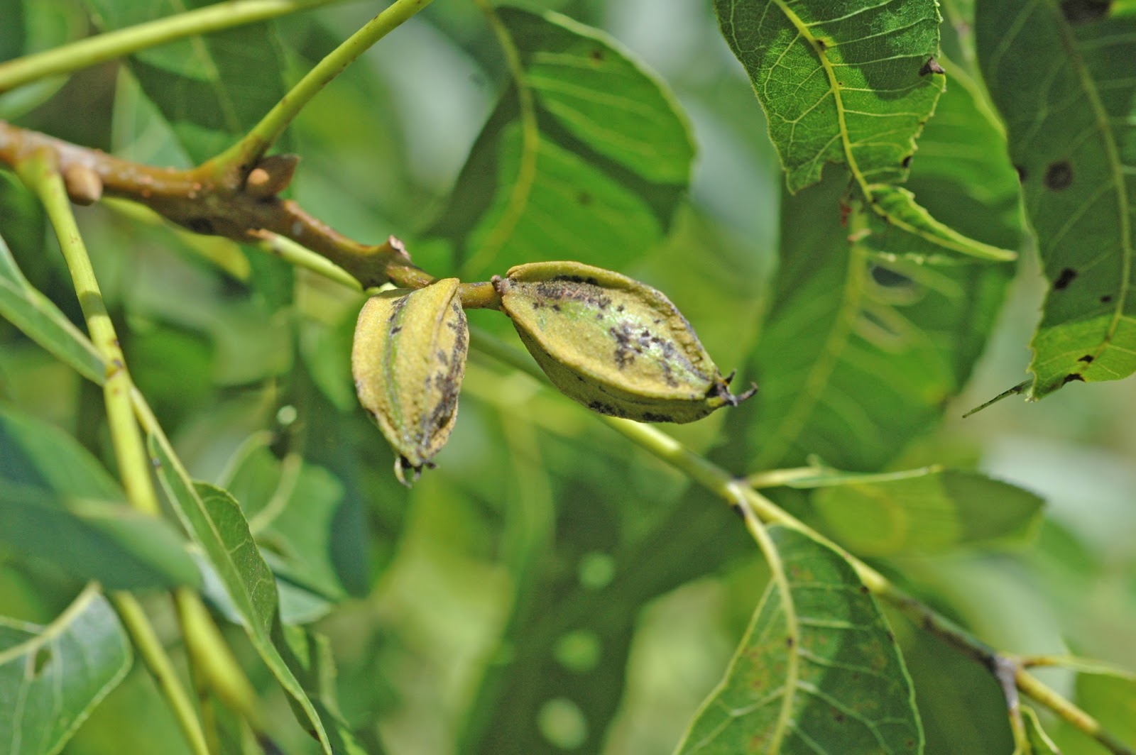 Northern Pecans: A late scab spray