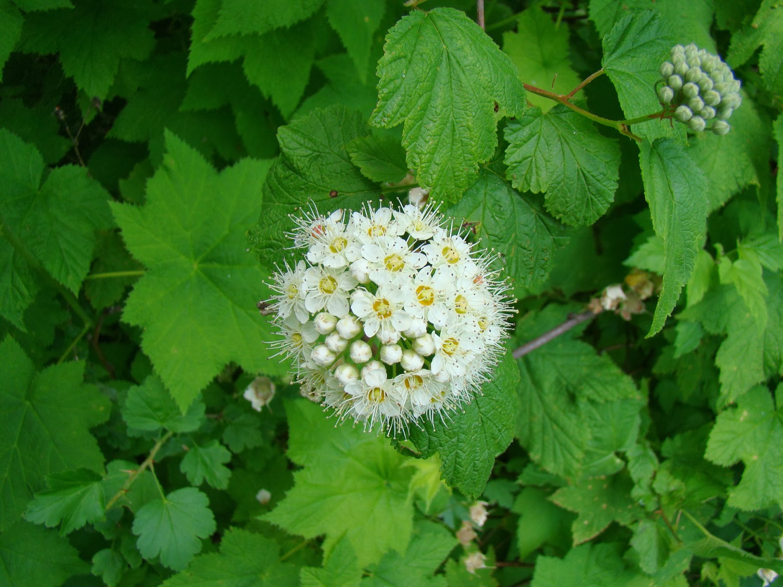 Leaves of Plants: Pacific Ninebark
