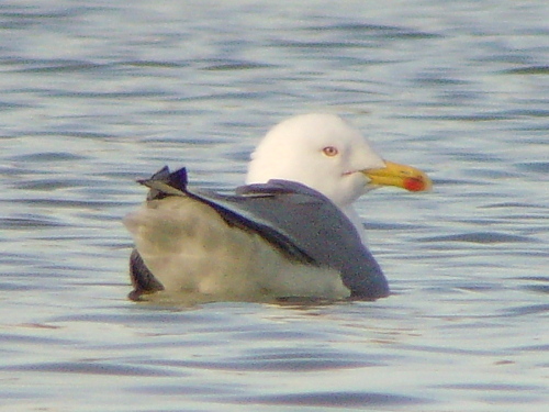 Birding North Unst: 10th December 2011 Beachy & West Rise Marsh W1 Clear