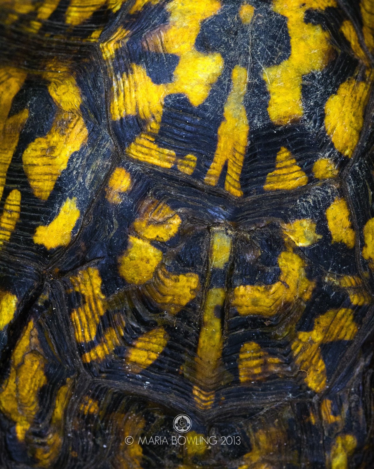 Pretty Medicine : Patterns in Nature