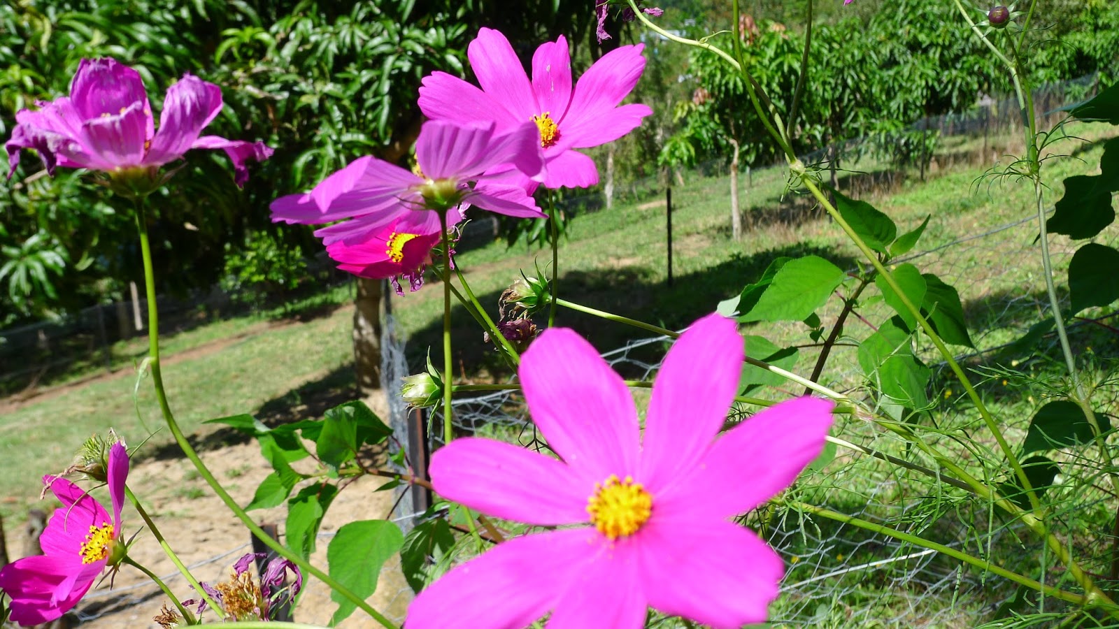 Lavender and Vanilla; Friends of the Gardens: Cosmos a beloved flower;