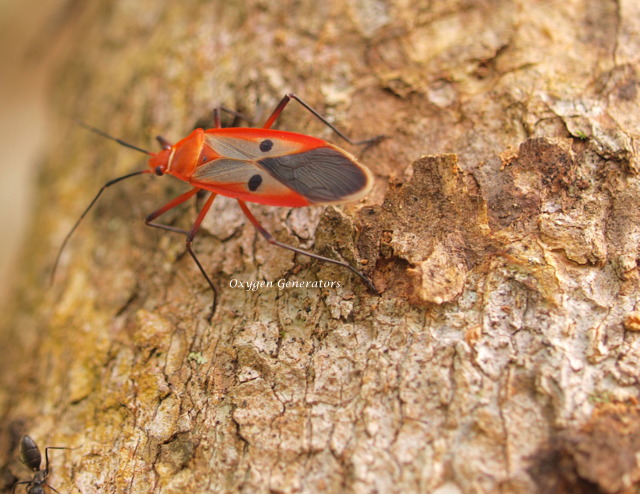 Pure Oxygen Generators: Oxygen Generators and Oxygen Users!