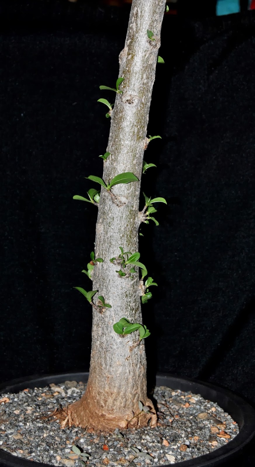 LENNARD'S BONSAI BEGINNINGS.: Adansonia digitata (Baobab)- African ...