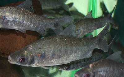 Alma d'Água: Peixes / Characiformes / Distichodontidae