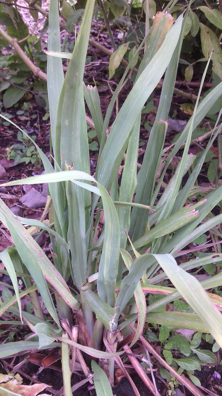 El cuexcomate: Huertos familiares