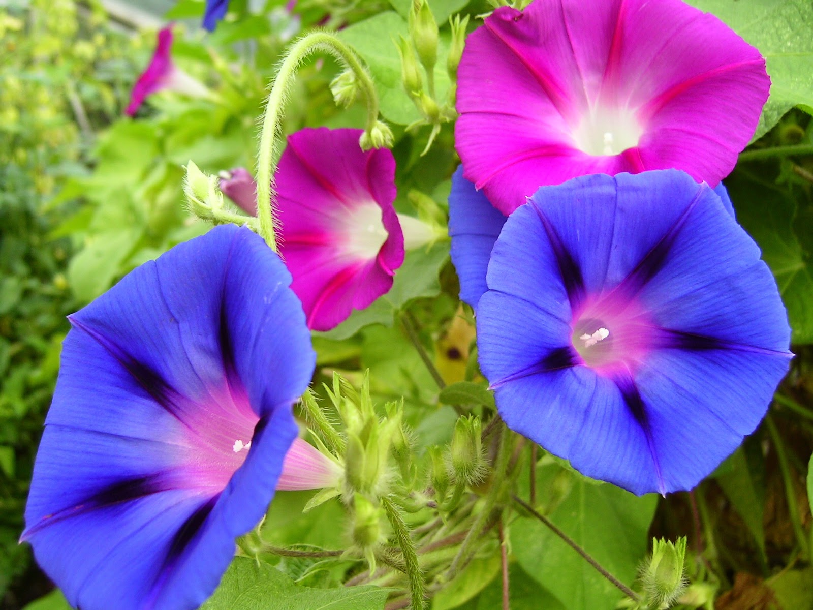 Flower Homes: Convolvulus Flowers