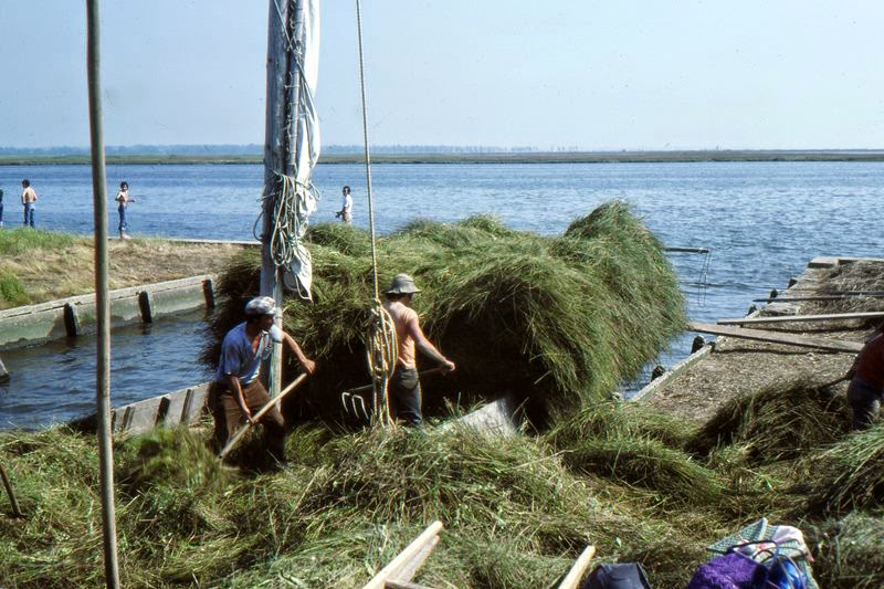 Marintimidades: Vamos ao junco?