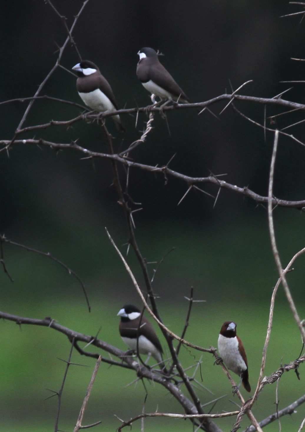 Sydøstasien: Lesser Sundas