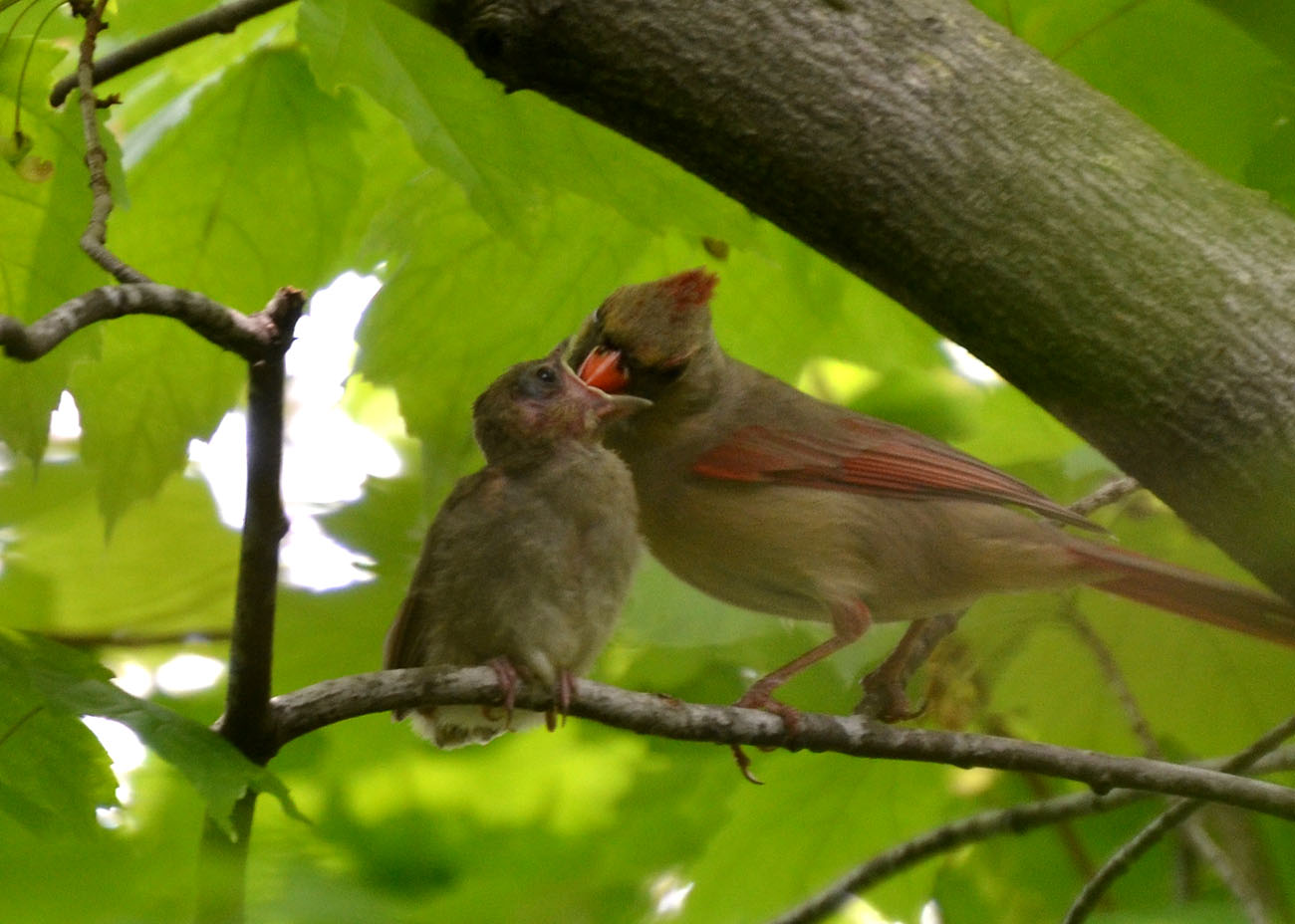 Woods Walks and Wildlife: Baby Cardinal