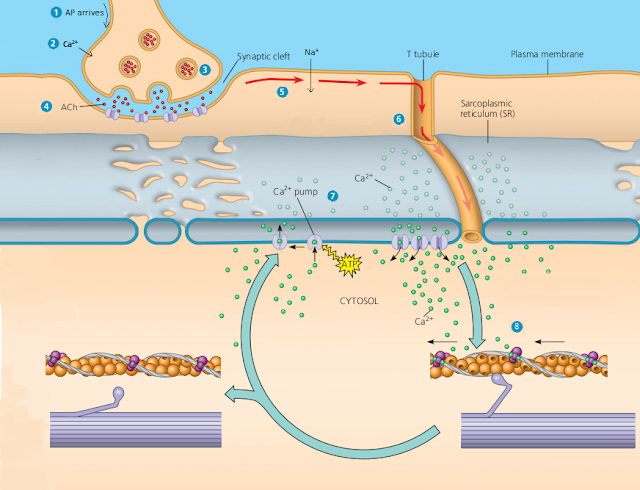 #121 Striated muscles | Biology Notes for A level